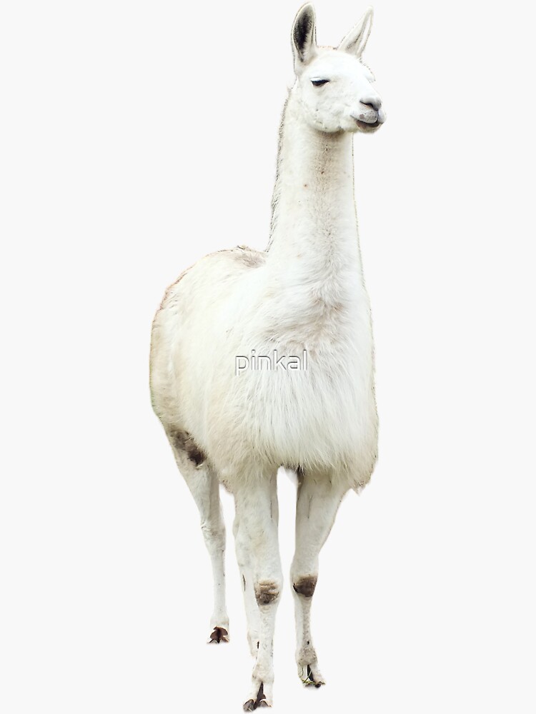 "Llama" Sticker for Sale by pinkal | Redbubble