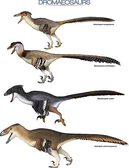 "Dromaeosaurs" Posters by SerpenIllus | Redbubble