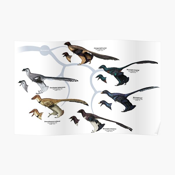 "Microraptorian Dinosaurs" Poster for Sale by SerpenIllus | Redbubble