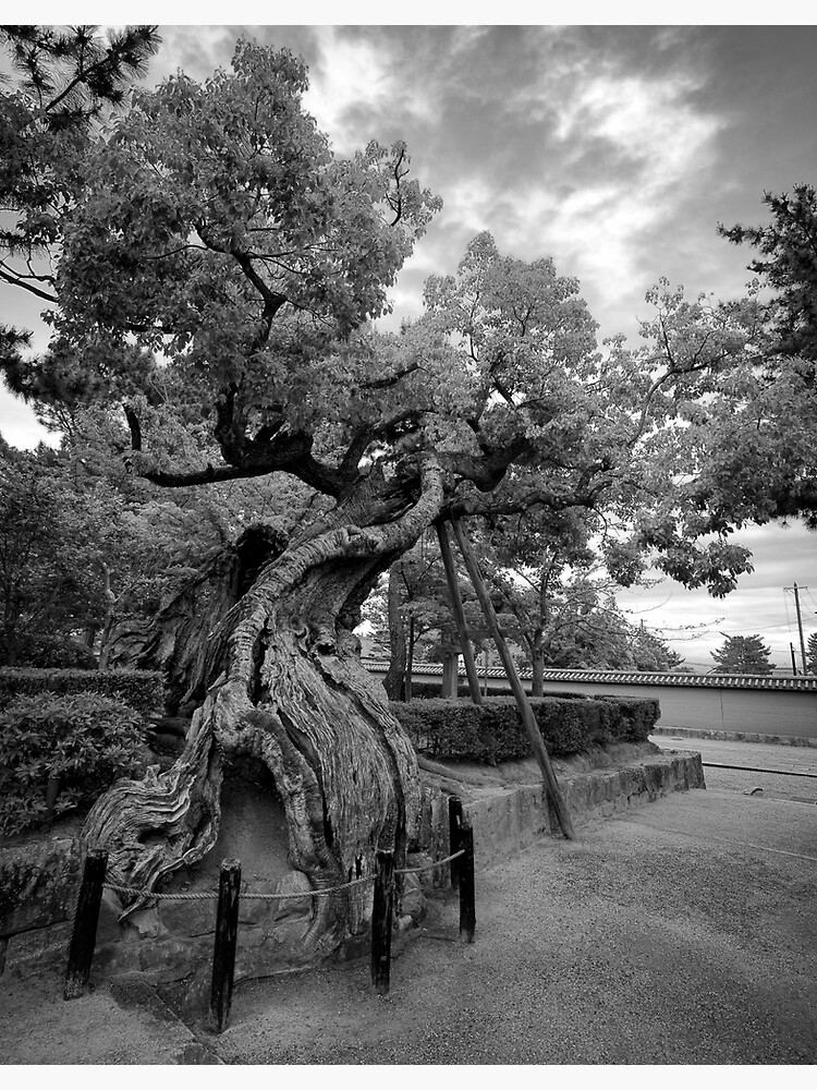 "Tortured Twisting Tree of Nara Japan" Poster for Sale by Daniel ...