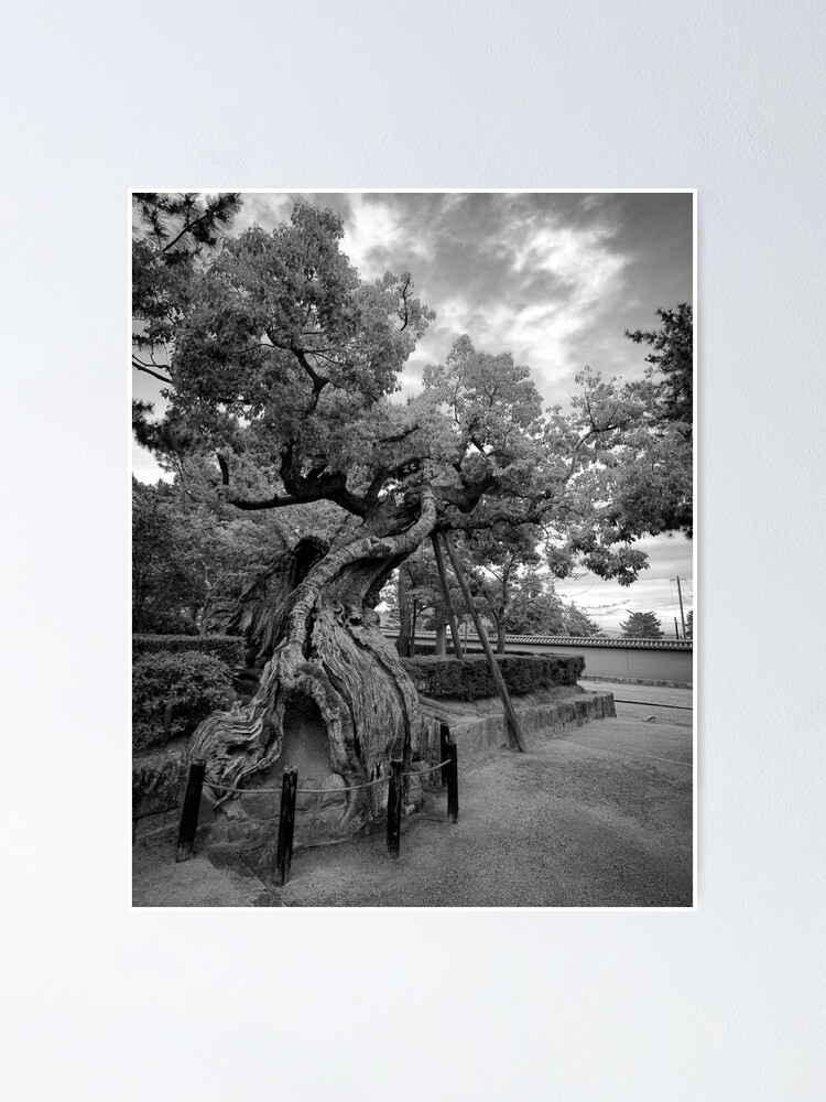 "Tortured Twisting Tree of Nara Japan" Poster for Sale by Daniel ...