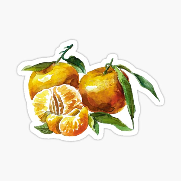 "Aquarelle tangerines" Sticker for Sale by wickedwell | Redbubble