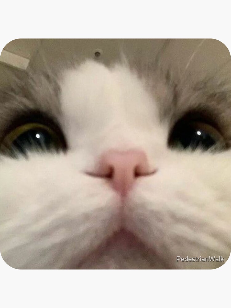 "Cat funny face meme " Sticker for Sale by PedestrianWalk | Redbubble