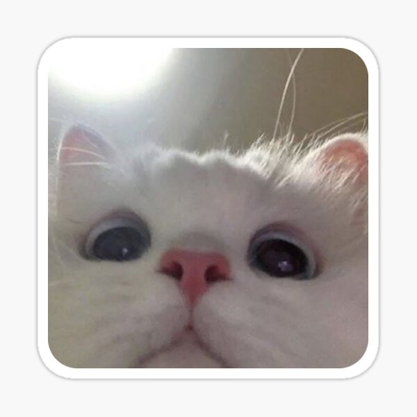 "Cat funny face meme " Sticker for Sale by PedestrianWalk | Redbubble