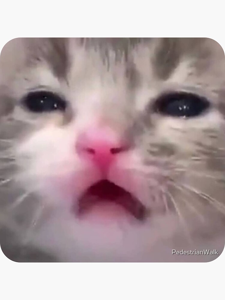"Cat funny face meme " Sticker for Sale by PedestrianWalk | Redbubble