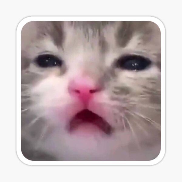 "Cat funny face meme " Sticker for Sale by PedestrianWalk | Redbubble