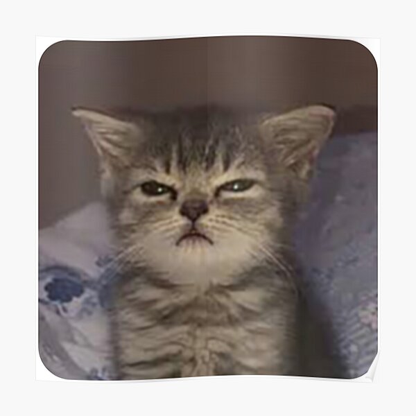 "Cat funny face meme " Poster for Sale by PedestrianWalk | Redbubble