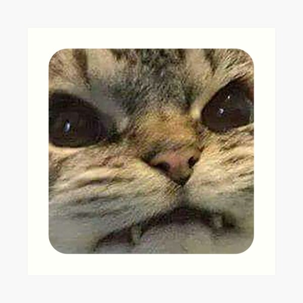 "Cat funny face meme " Art Print for Sale by PedestrianWalk | Redbubble