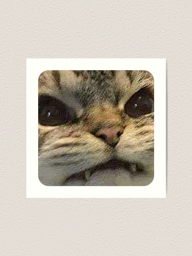 "Cat funny face meme " Art Print for Sale by PedestrianWalk | Redbubble