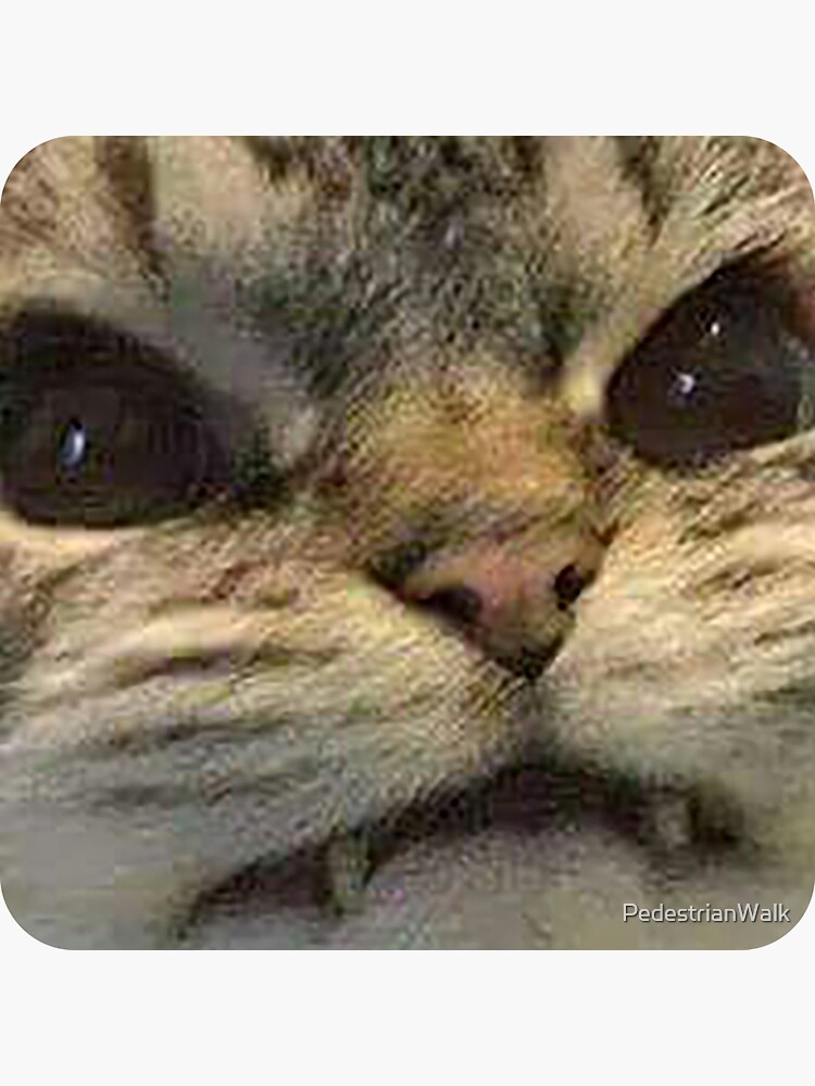 "Cat funny face meme " Sticker for Sale by PedestrianWalk | Redbubble
