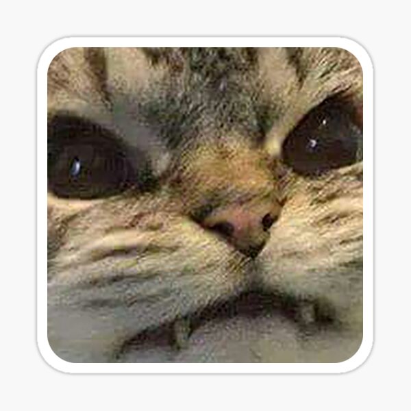 "Cat funny face meme " Sticker for Sale by PedestrianWalk | Redbubble