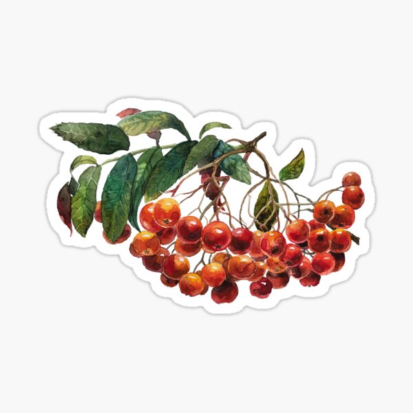 "Aquarelle rowan" Sticker for Sale by wickedwell | Redbubble