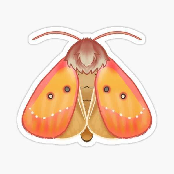 "Pink Star Moth" Sticker for Sale by lqmaple | Redbubble