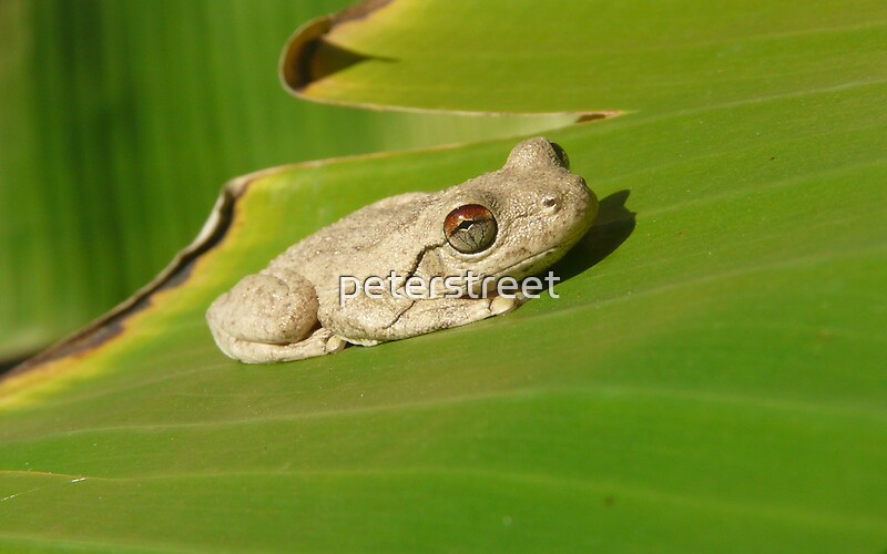 "Northern Laughing Tree Frog, Litoria rothi" by peterstreet | Redbubble