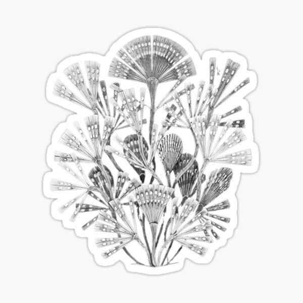 "Algae-braic" Sticker for Sale by NaturaMorta | Redbubble