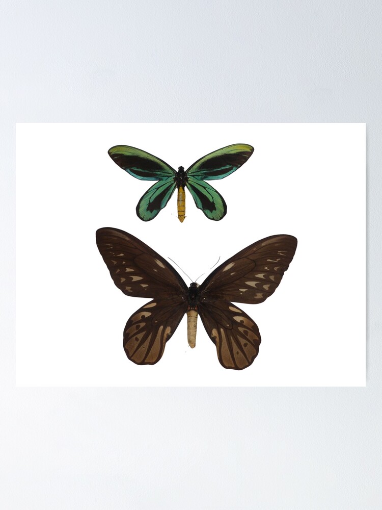 "Ornithoptera alexandrae / Queen Alexandra's Birdwing " Poster for Sale ...
