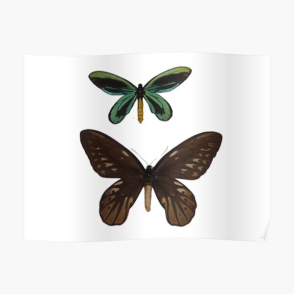 "Ornithoptera alexandrae / Queen Alexandra's Birdwing " Poster for Sale ...