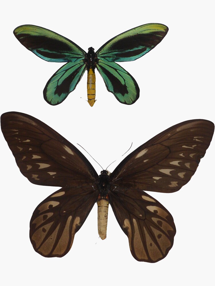 "Ornithoptera alexandrae / Queen Alexandra's Birdwing " Sticker for ...