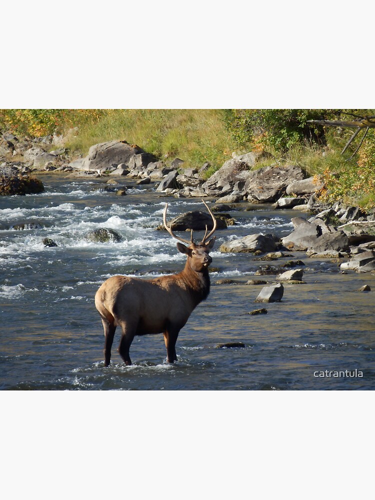 "Yellowstone Bull Elk" Sticker for Sale by catrantula | Redbubble