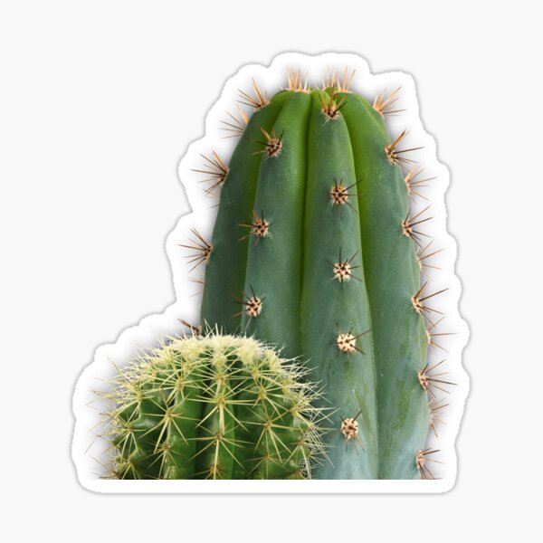 "Cacti" Sticker for Sale by taylorhall | Redbubble