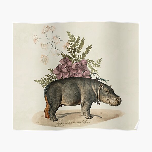 "Hippopotamus (Hippopotamus amphibius)" Poster for Sale by musicora ...