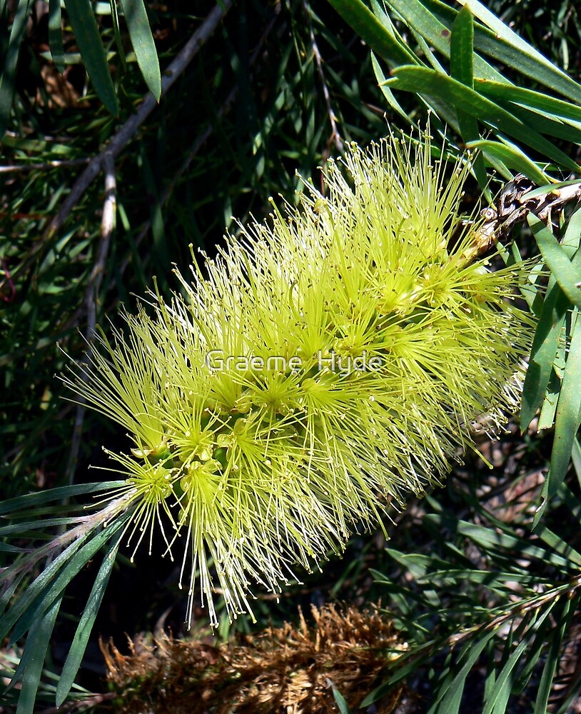 "Callistemon Pachyphyllus var viridis" by Graeme Hyde | Redbubble