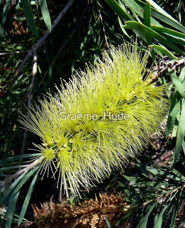 "Callistemon Pachyphyllus var viridis" by Graeme Hyde | Redbubble