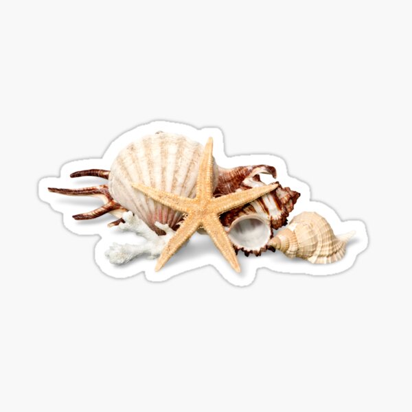 "Collection of pretty sea shells" Sticker for Sale by KimmyRob | Redbubble