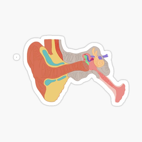 "Ear Anatomy (Labeled) Sticker " Sticker for Sale by Ej-south | Redbubble
