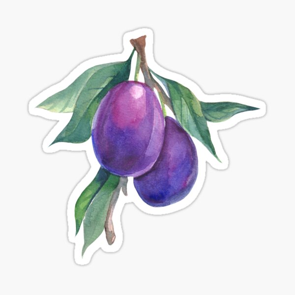 "Sljiva - Rakija" Sticker for Sale by balkanada | Redbubble