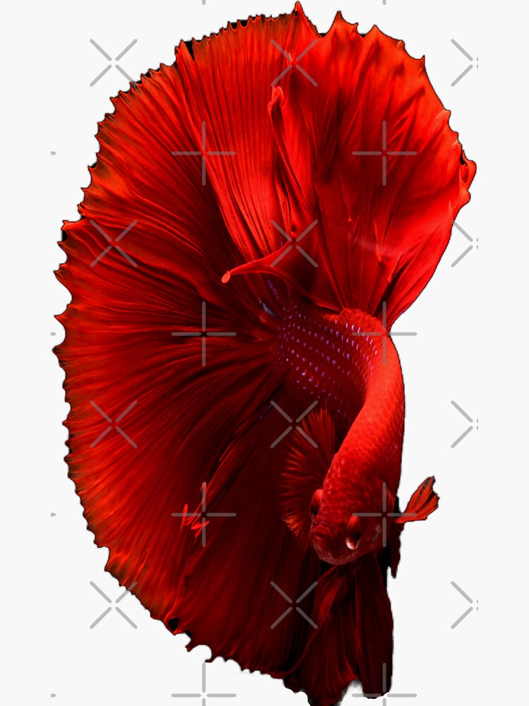 "Siamese fighting fish" Sticker for Sale by Kardexsin | Redbubble