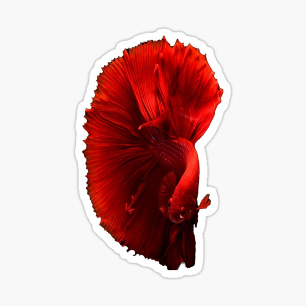 "Siamese fighting fish" Sticker for Sale by Kardexsin | Redbubble