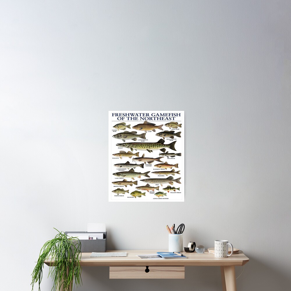 "Freshwater Fish Chart" Poster for Sale by AzalaiBubbles | Redbubble