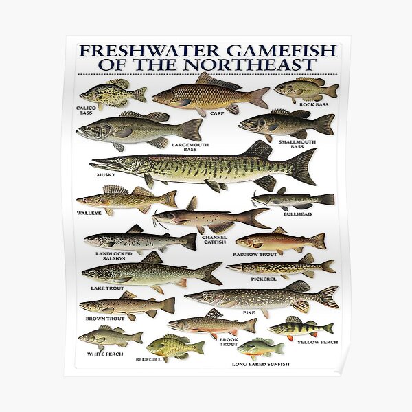 "Freshwater Fish Chart" Poster for Sale by AzalaiBubbles | Redbubble