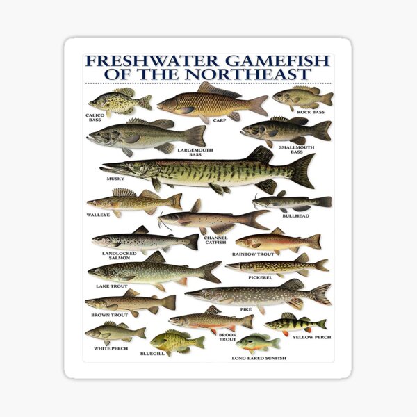 "Freshwater Fish Chart" Sticker for Sale by AzalaiBubbles | Redbubble