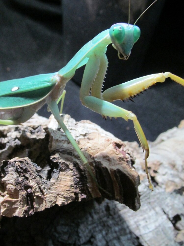 "Adult Female Sheild Mantis (Rhombodera valida)" iPhone Case for Sale ...