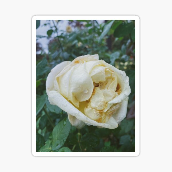 "White Rose" Sticker for Sale by ReaganArt | Redbubble