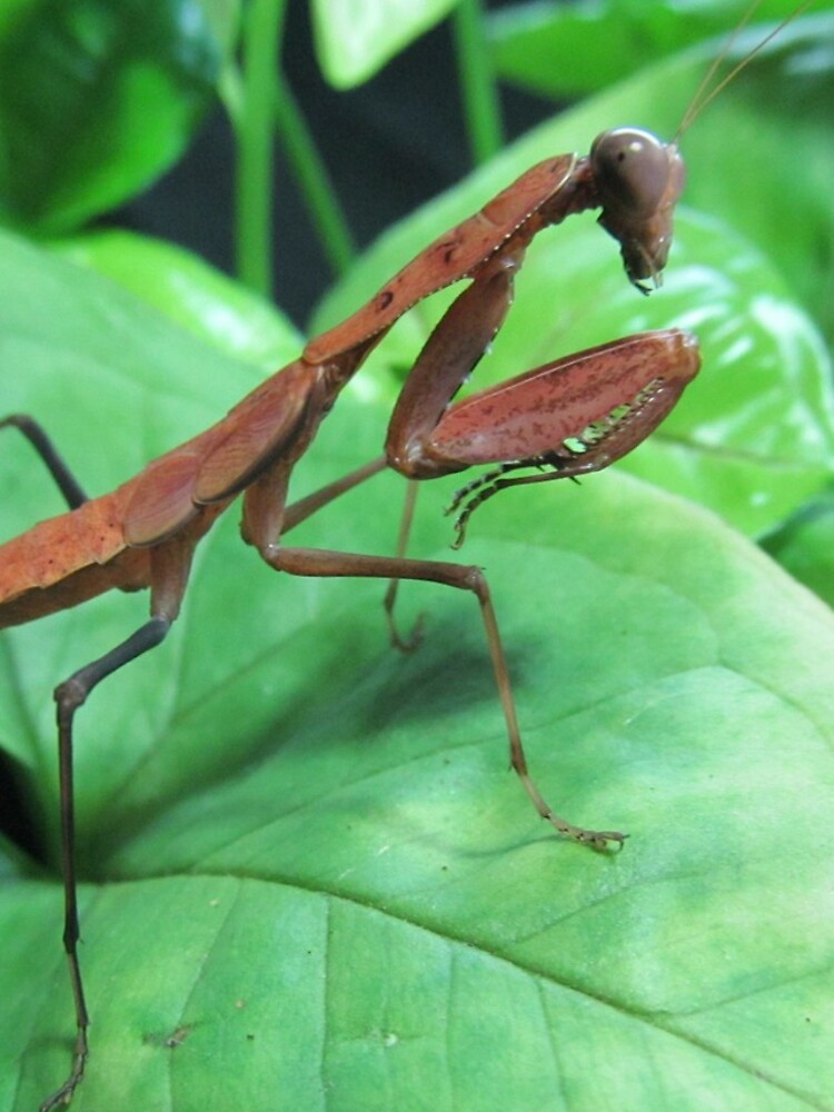 "Rare Red Mantis Nymph (Prohierodula picta)" iPhone Case for Sale by ...