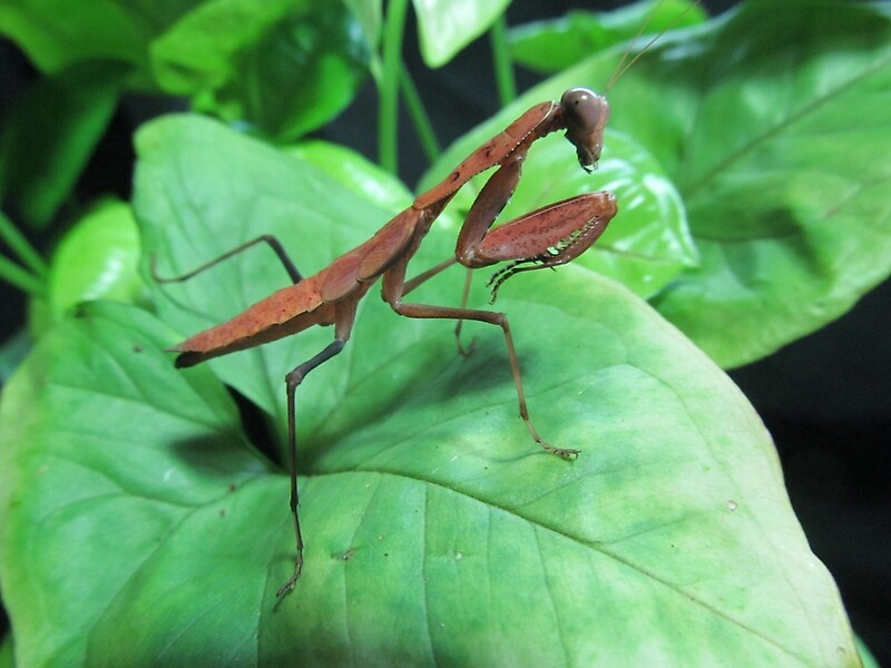 "Rare Red Mantis Nymph (Prohierodula picta)" by MoonlightMantid | Redbubble