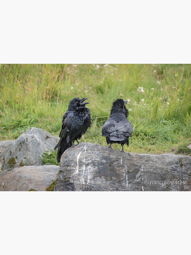 "Henpecked Raven Couple on Boulder" Sticker for Sale by nancyjcreates ...