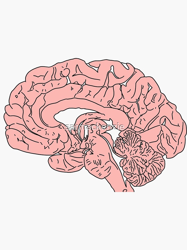 "Realistic brain drawing" Sticker for Sale by sarmackenzie | Redbubble