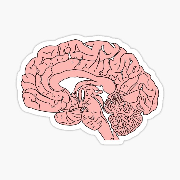 "Realistic brain drawing" Sticker for Sale by sarmackenzie | Redbubble