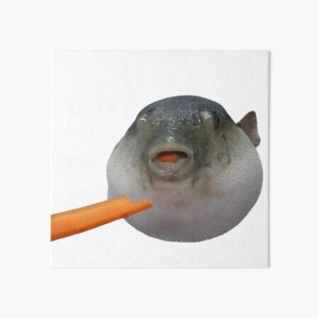 "Pufferfish Eats Carrot Meme AUGH " Art Board Print for Sale by ...