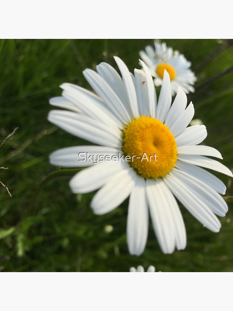"Field Daisies" Sticker for Sale by Skyseeker-Art | Redbubble