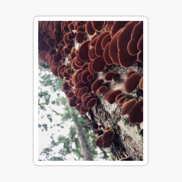 "Mushrooms on Tree" Sticker for Sale by Skyseeker-Art | Redbubble