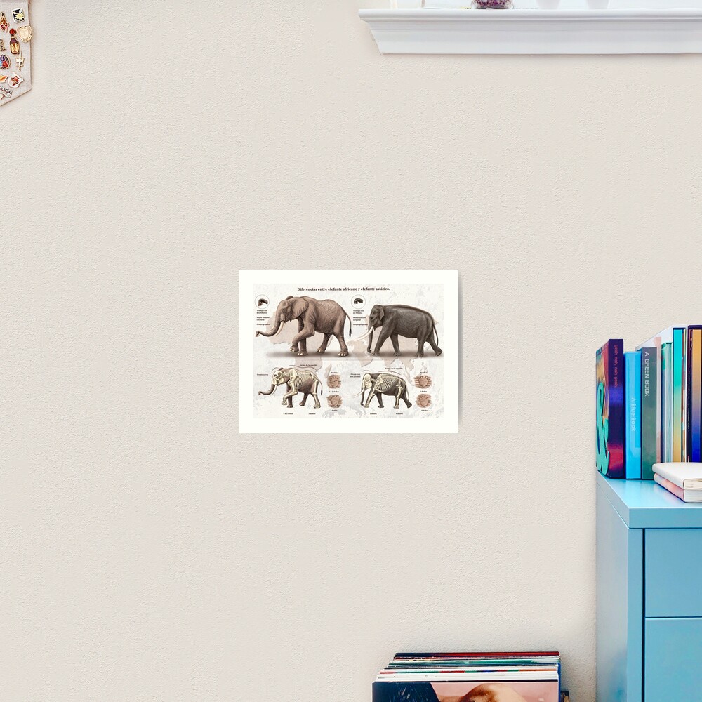 "African and Asian elephant differences" Poster by elerascon | Redbubble