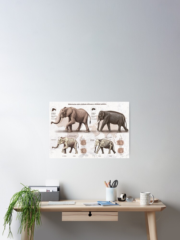 "African and Asian elephant differences" Poster by elerascon | Redbubble