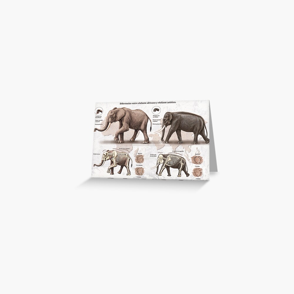 "African and Asian elephant differences" Poster by elerascon | Redbubble