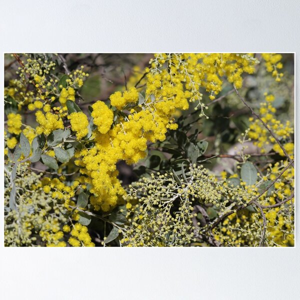 "Wattle" Poster for Sale by 27Tammy27 | Redbubble