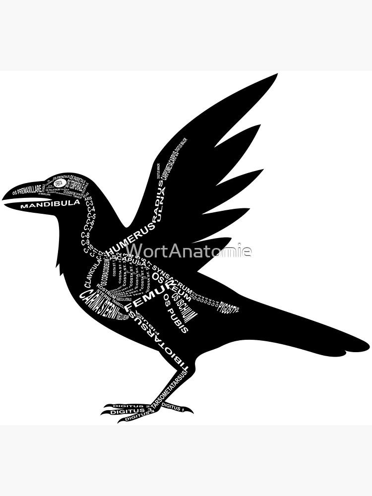 "Raven Skeleton" Poster for Sale by WortAnatomie | Redbubble
